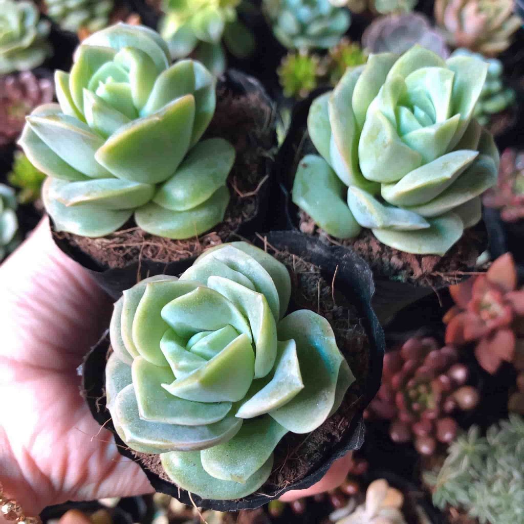 Các Loại Sen Đá Hoa Hồng Được Yêu Thích Hiện Nay?