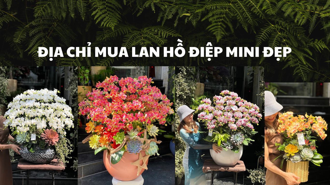 Lan Hồ Điệp Mini TPHCM Mua Hoa Ở Đâu Uy Tín, Mẫu Đẹp Sang Trọng ...
