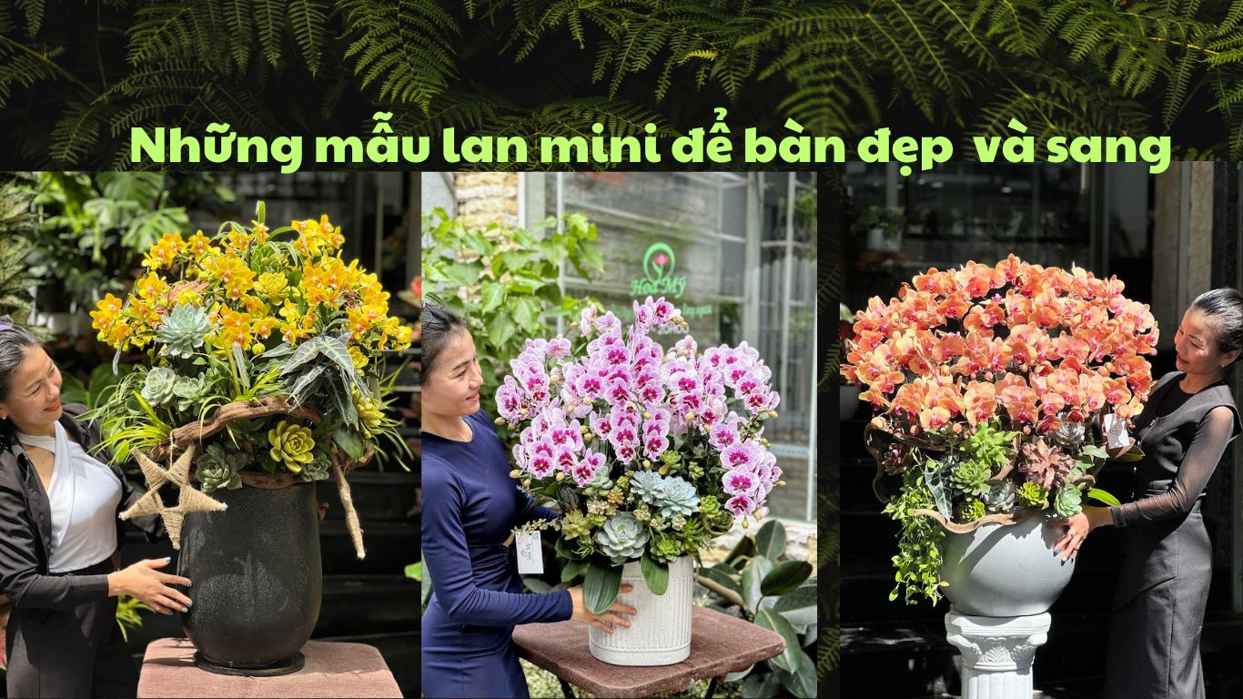 Địa Chỉ Mua Lan Mini Uy Tín Tại TPHCM - Hoa Sen Đá TPHCM ...